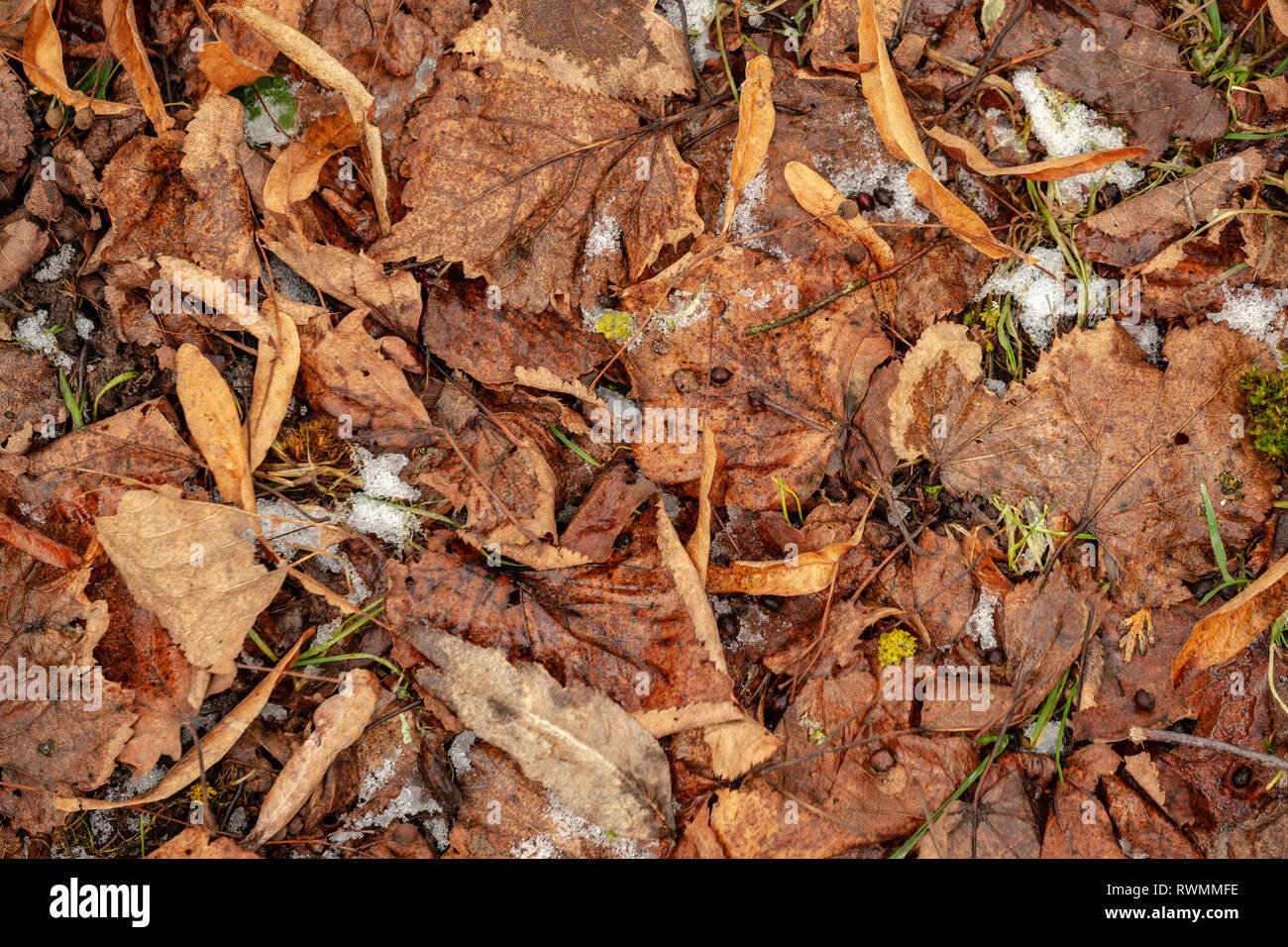dry tree leaves background texture on the ground in autumn Stock Photo ...