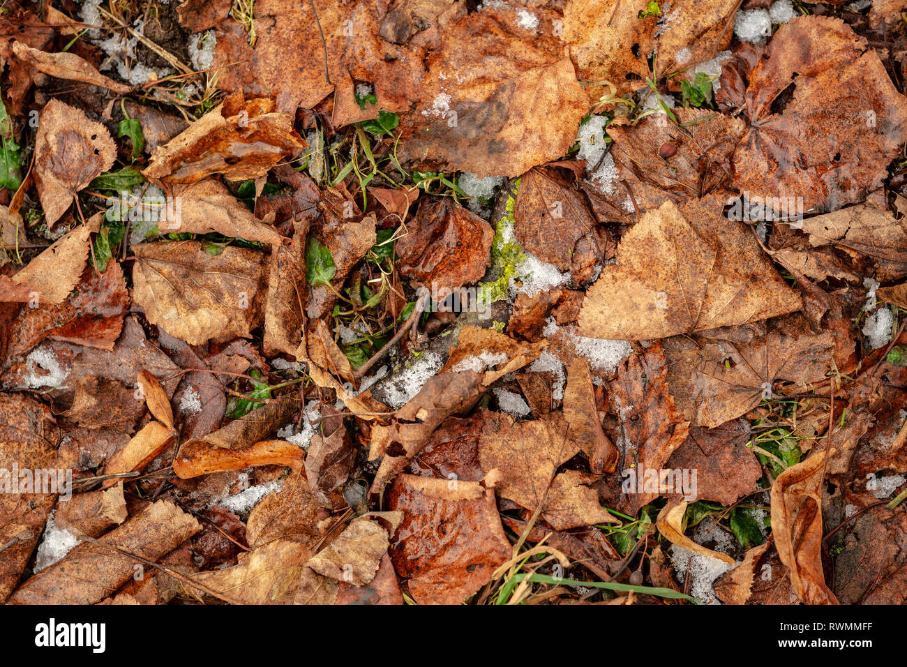 dry tree leaves background texture on the ground in autumn Stock Photo ...