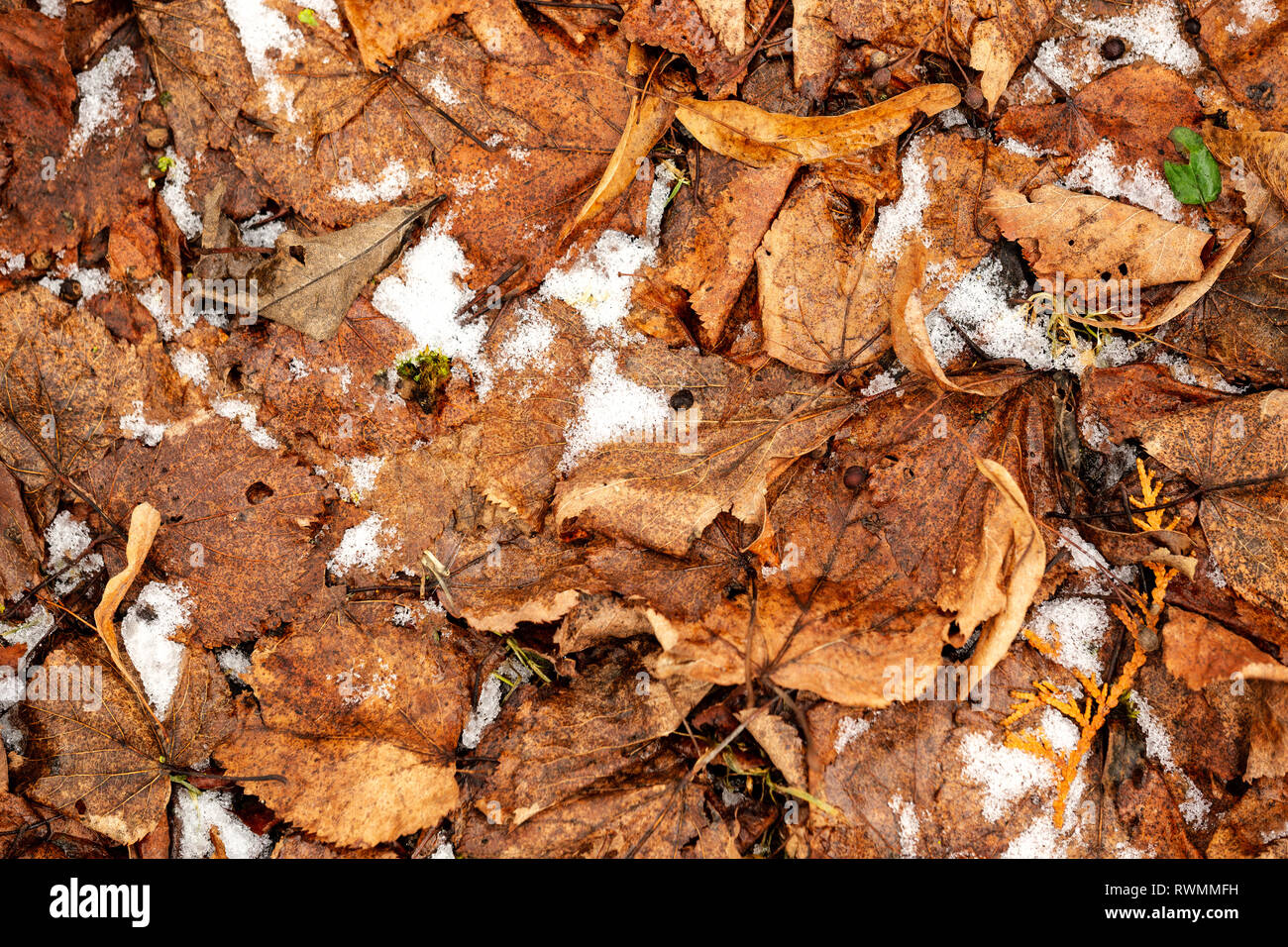 dry tree leaves background texture on the ground in autumn Stock Photo ...