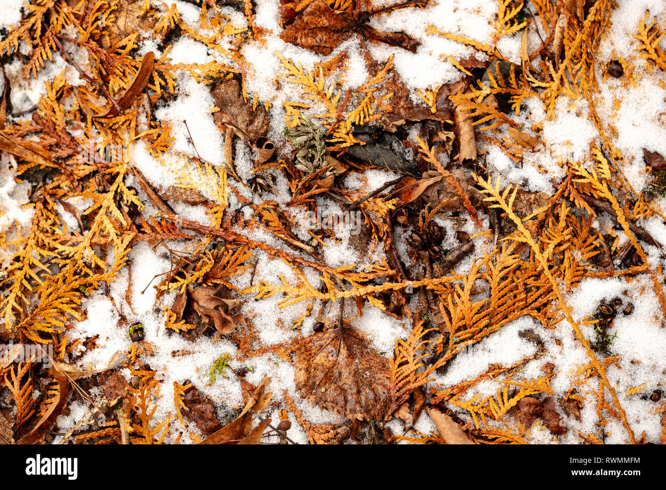 dry tree leaves background texture on the ground in autumn Stock Photo ...