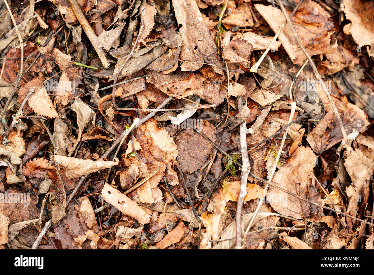 dry tree leaves background texture on the ground in autumn Stock Photo ...
