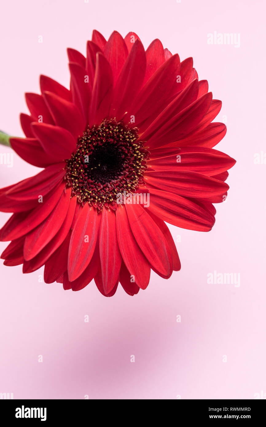Red white annuals hi-res stock photography and images - Alamy