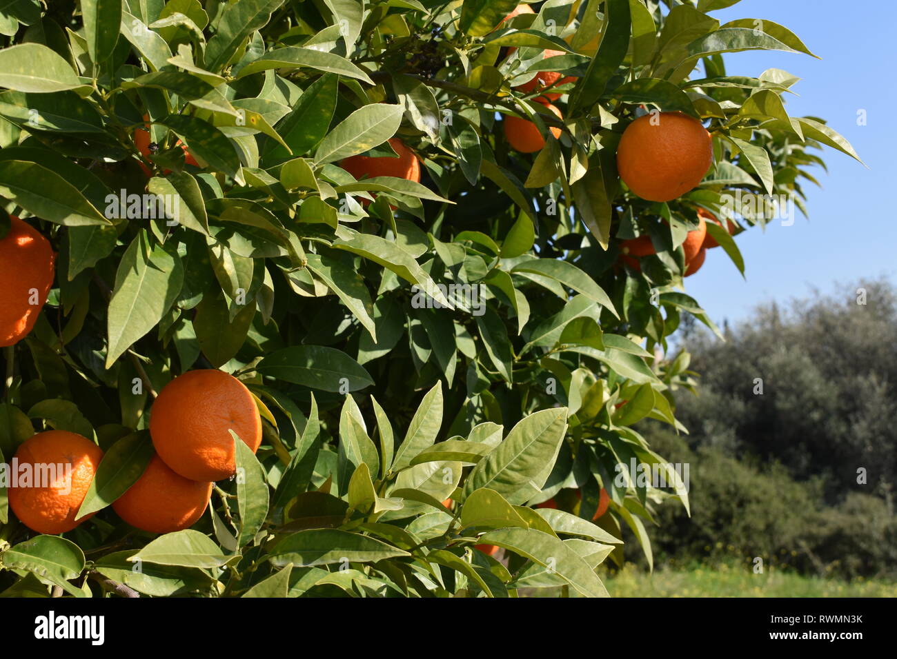 Greece greek evia island hi-res stock photography and images - Alamy