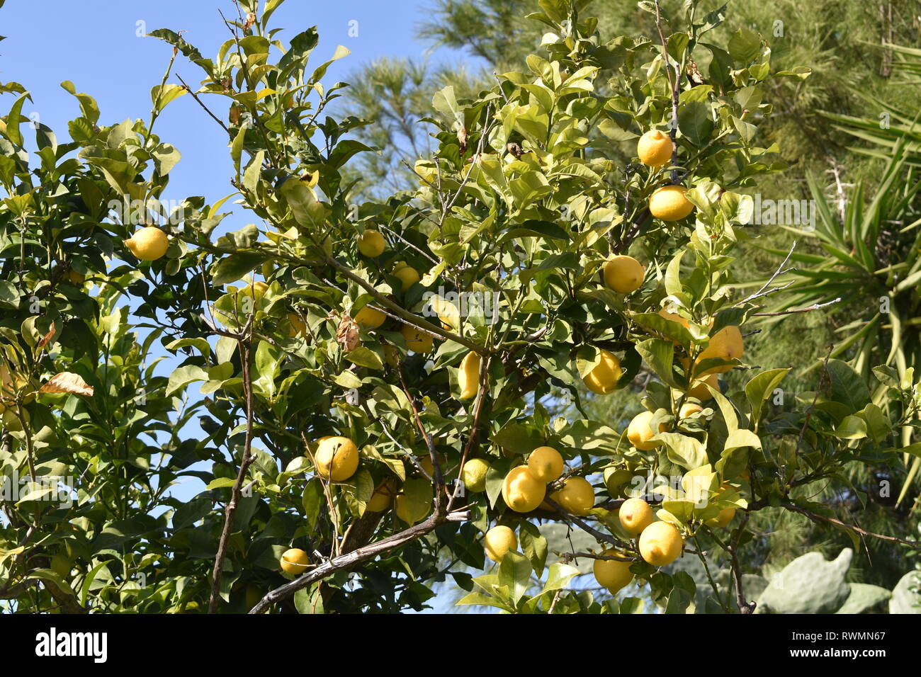 Greek pine tree hi-res stock photography and images - Alamy