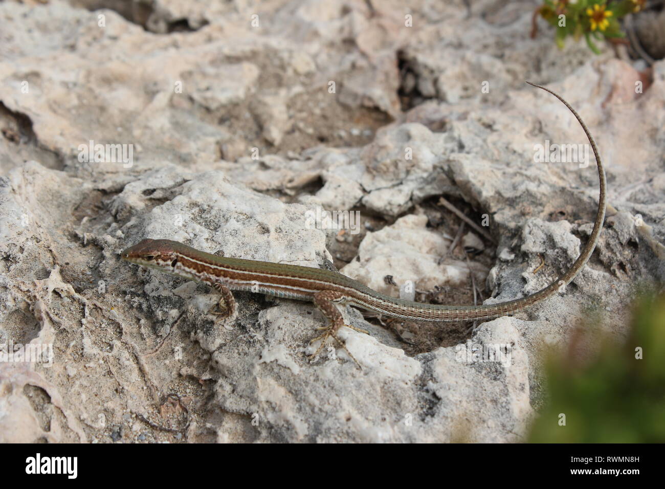 Maltese Wall Lizard Podarcis filfolensis) Mellieha Bay, Malta Stock ...