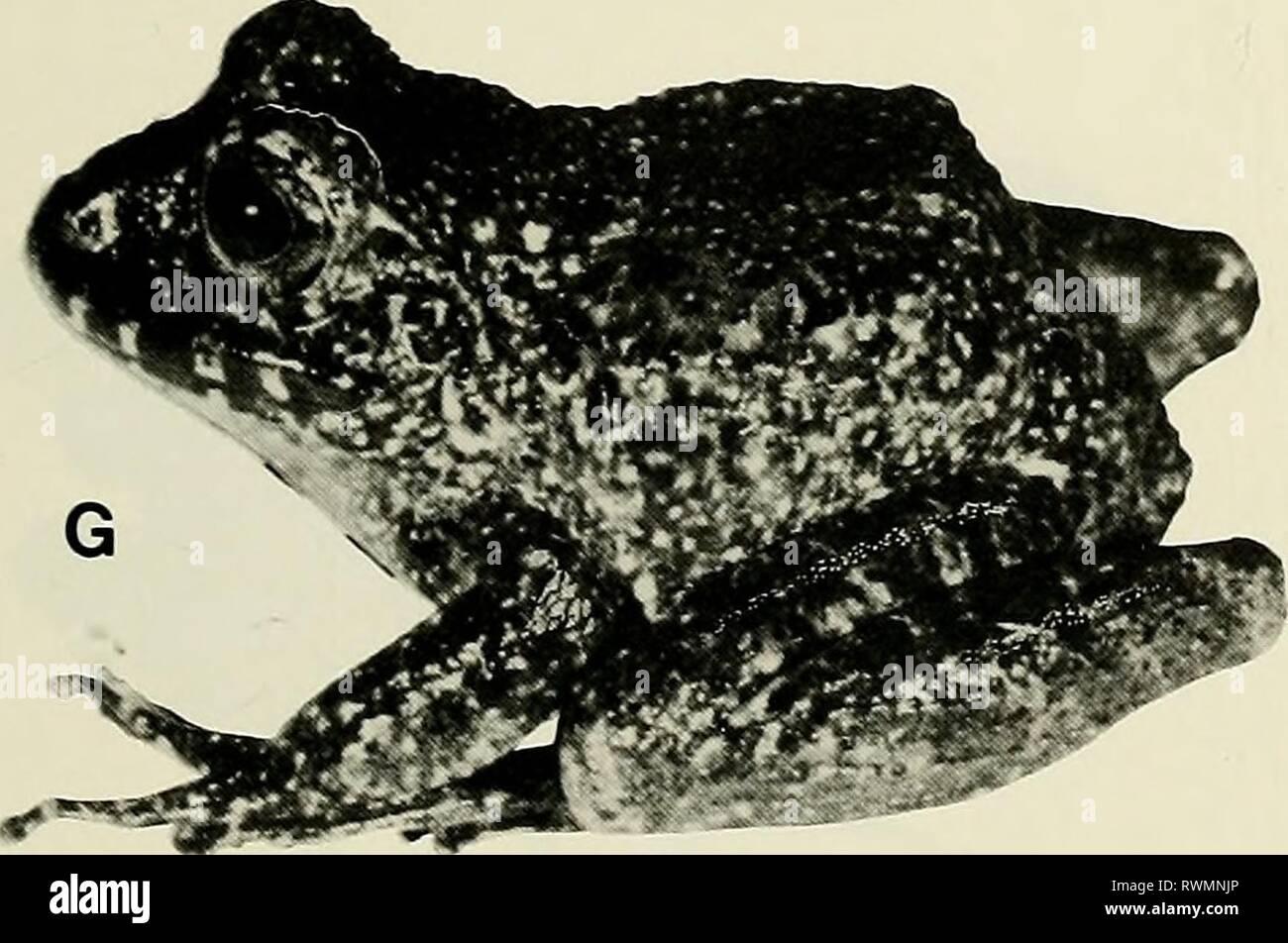 The Eleutherodactylus of the Amazonian Stock Photo - Alamy