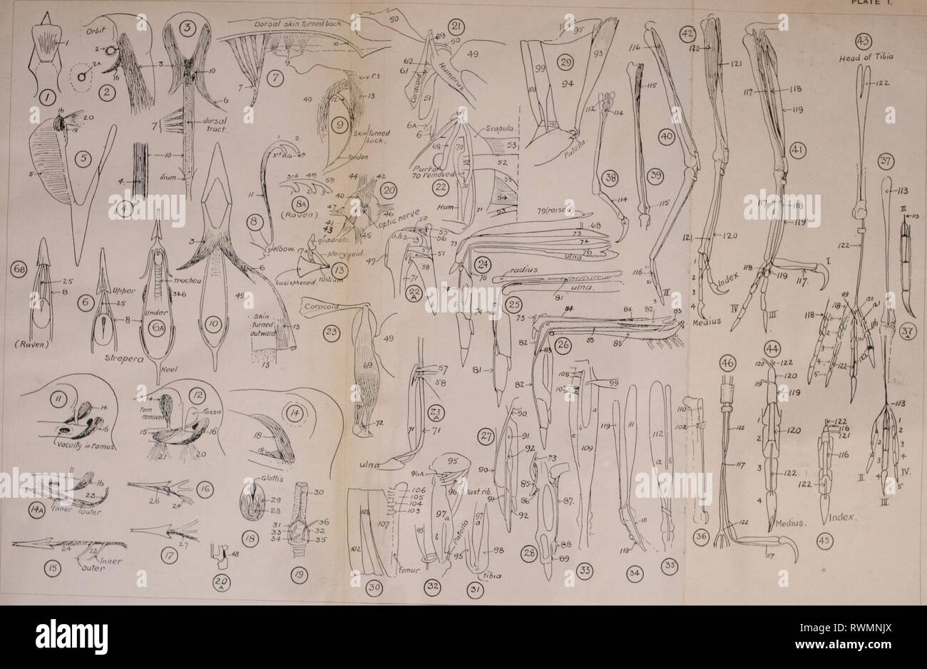 The Emu official organ Stock Photo - Alamy