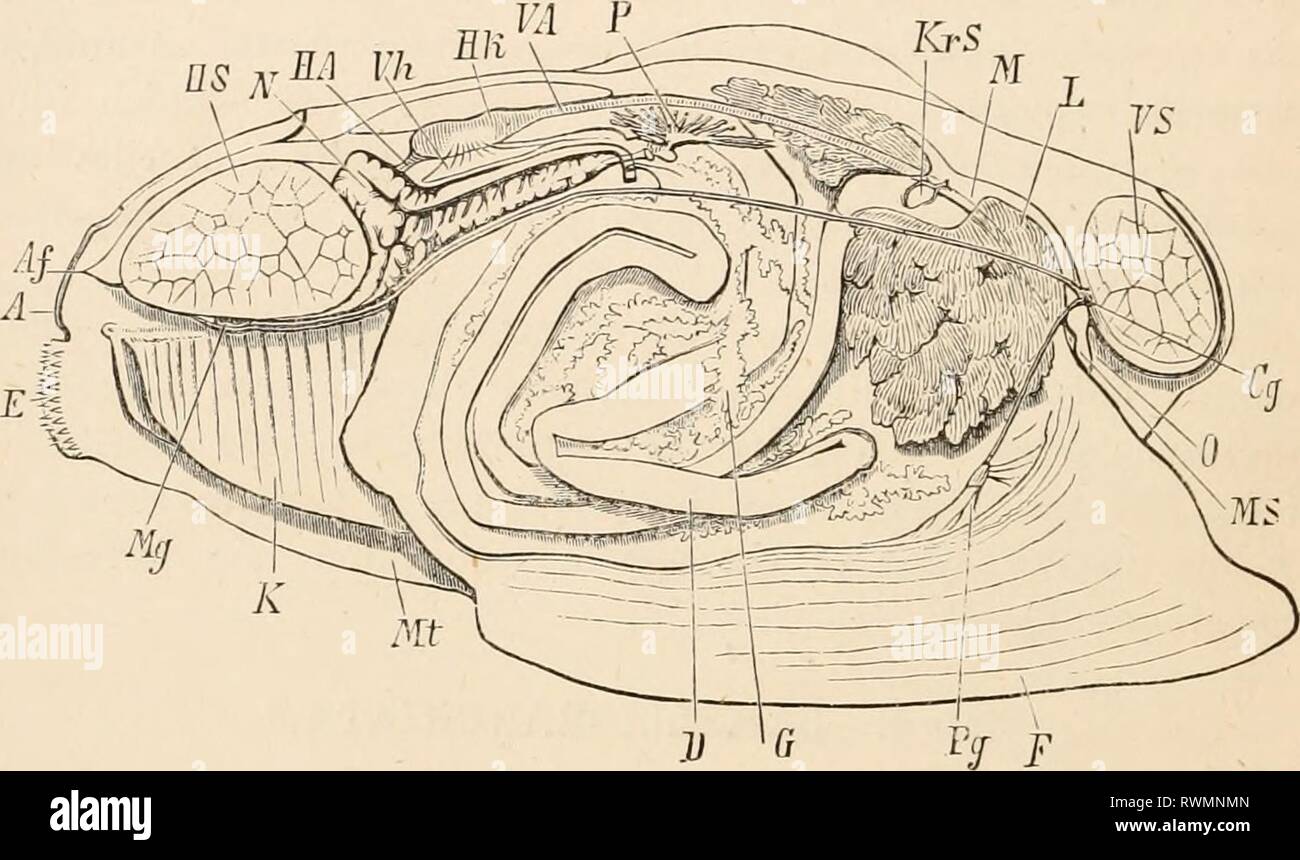 Labial palps hi-res stock photography and images - Alamy