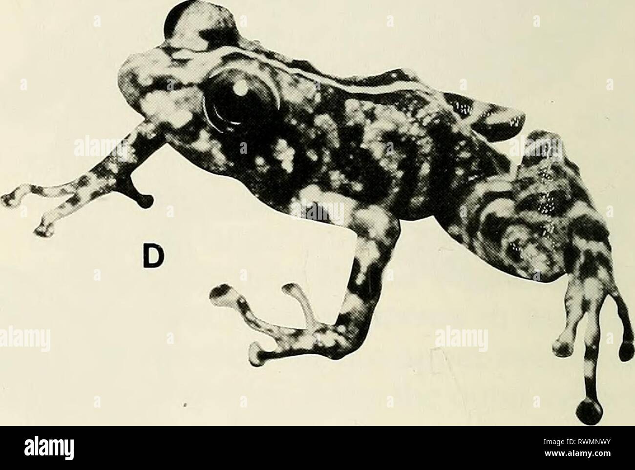 The Eleutherodactylus of the Amazonian Stock Photo - Alamy