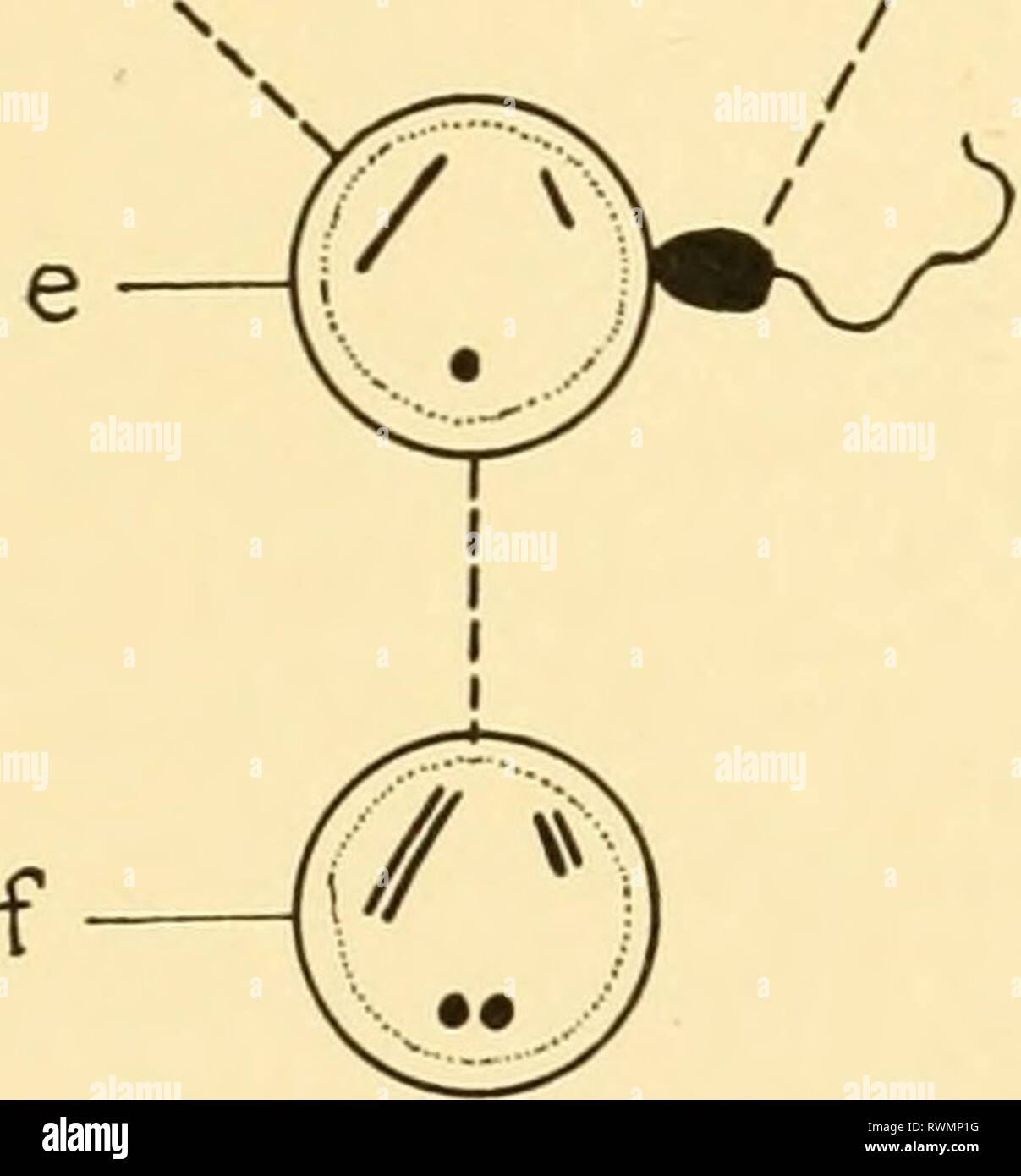 Embryology of insects and myriapods; Embryology of insects and ...