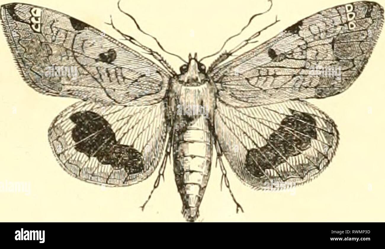 Petil hi-res stock photography and images - Alamy