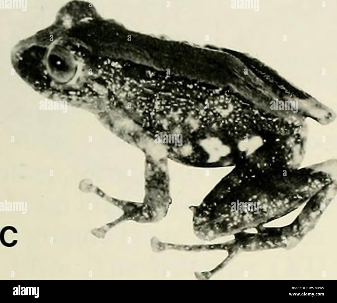 The Eleutherodactylus of the Amazonian Stock Photo - Alamy