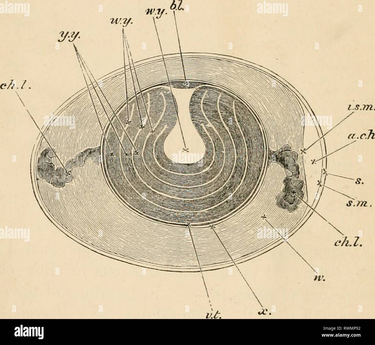 The elements of Embryology (1889 Stock Photo - Alamy