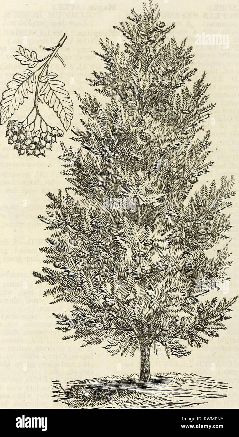 Dwarf ash tree hi-res stock photography and images - Alamy