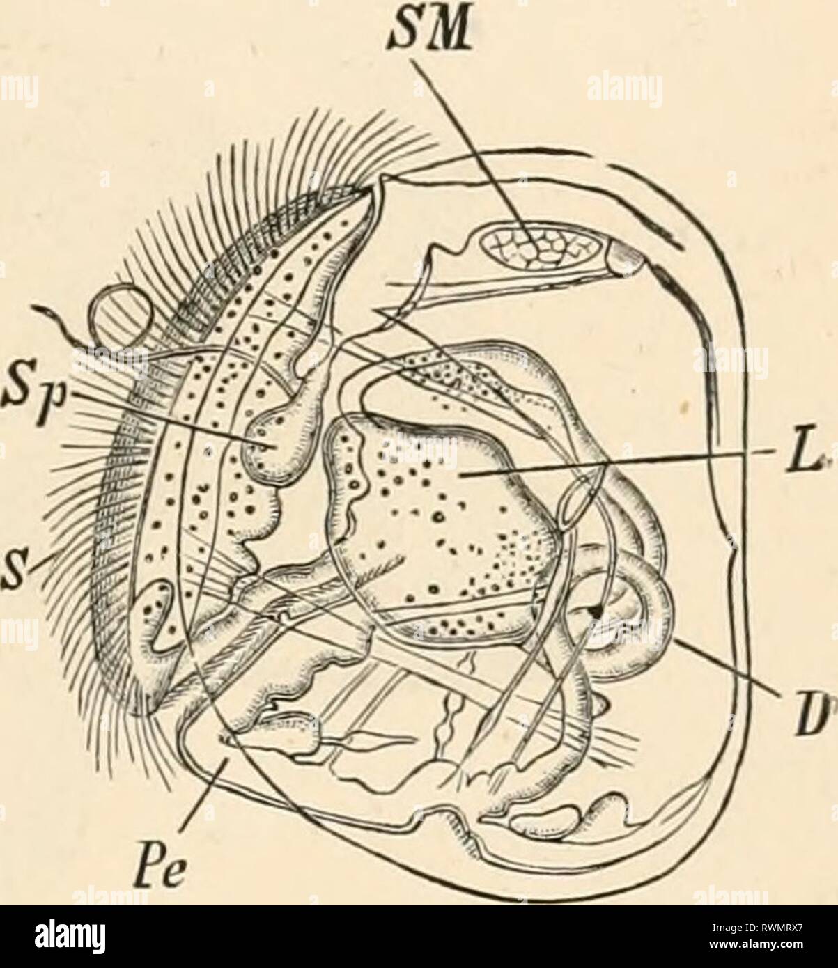 Brood pouches hi-res stock photography and images - Alamy