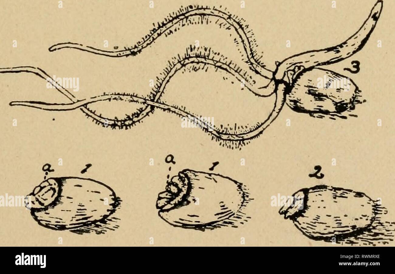 Domestication wheat hi-res stock photography and images - Alamy