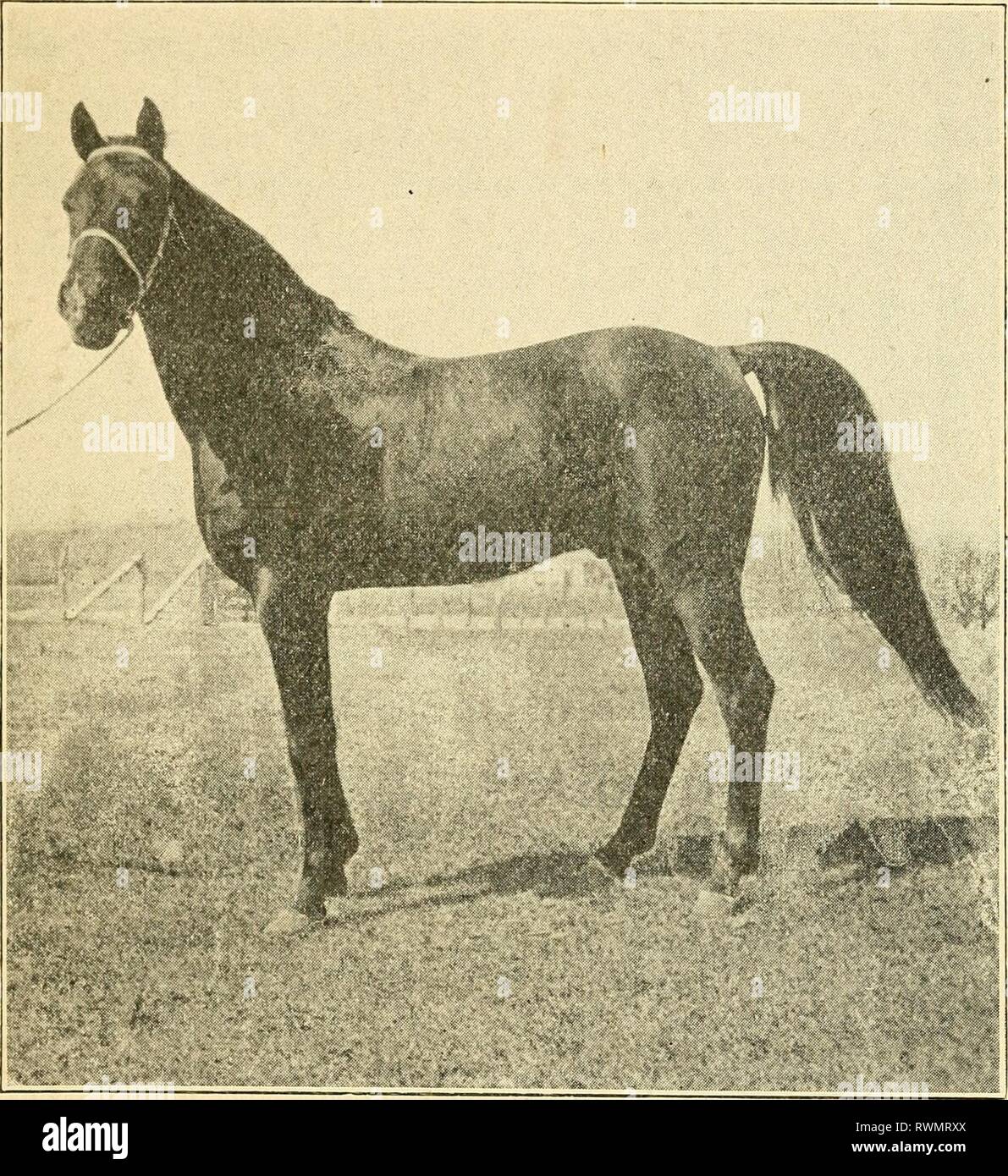 Elements of hippology (1914 Stock Photo - Alamy