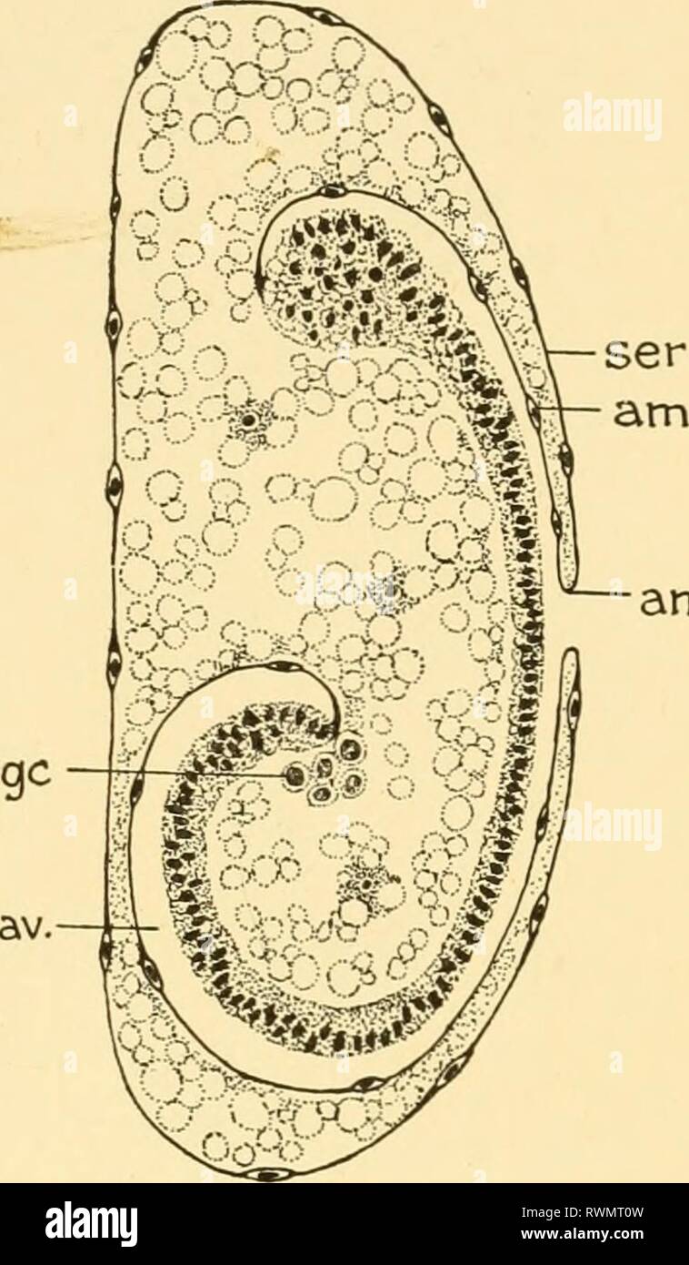 Embryology of insects and myriapods; Embryology of insects and ...