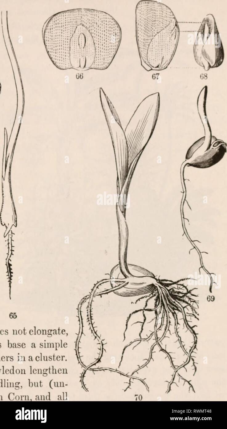 The elements of botany for The elements of botany for beginners and for ...