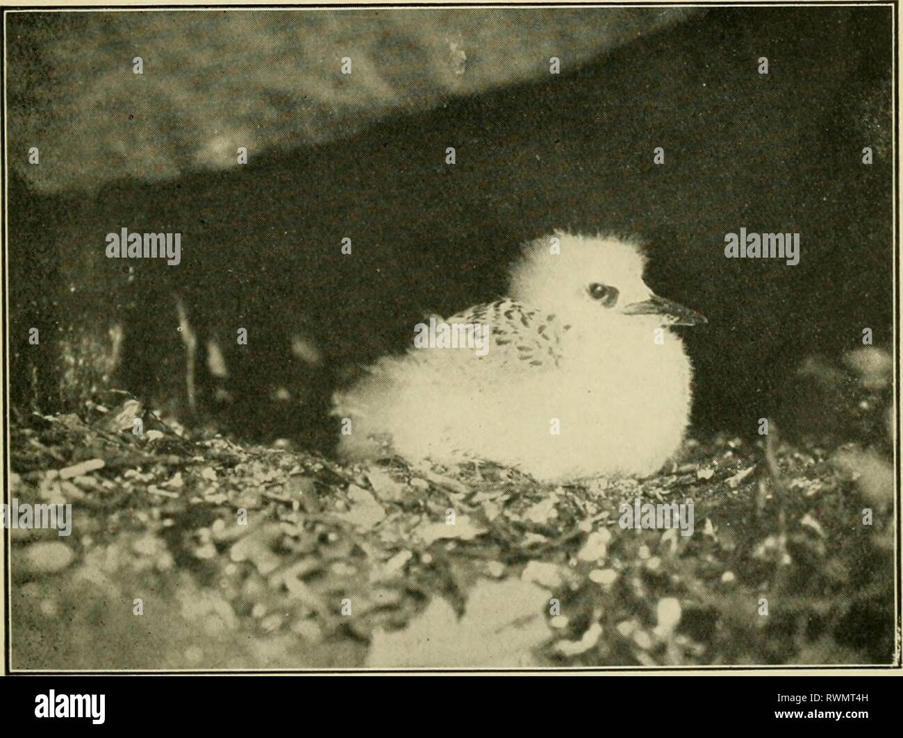 The Emu official organ Stock Photo - Alamy