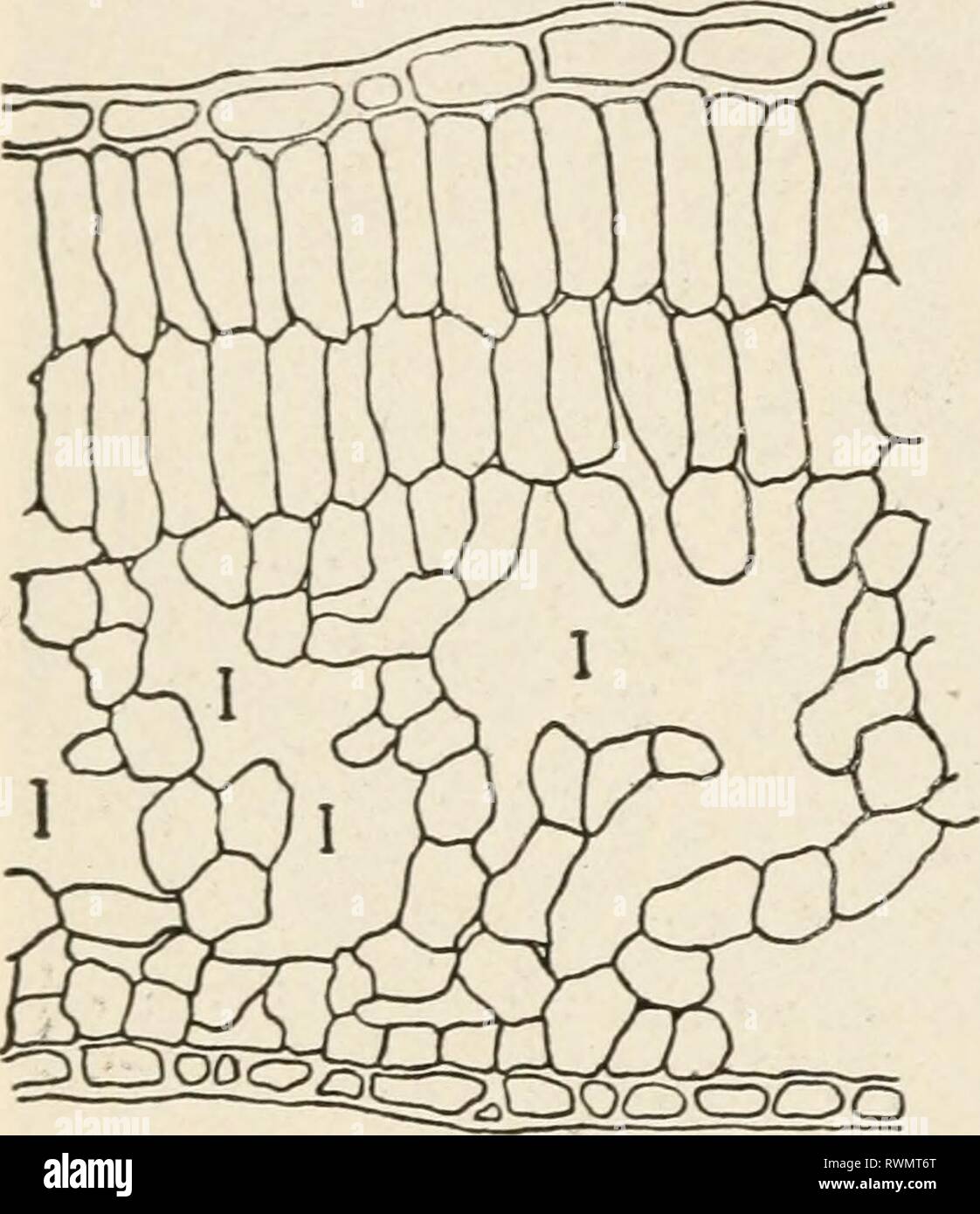 Elements of biology; a practical Stock Photo - Alamy