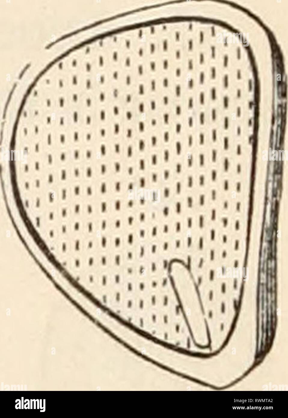 Two cotyledons hi-res stock photography and images - Alamy