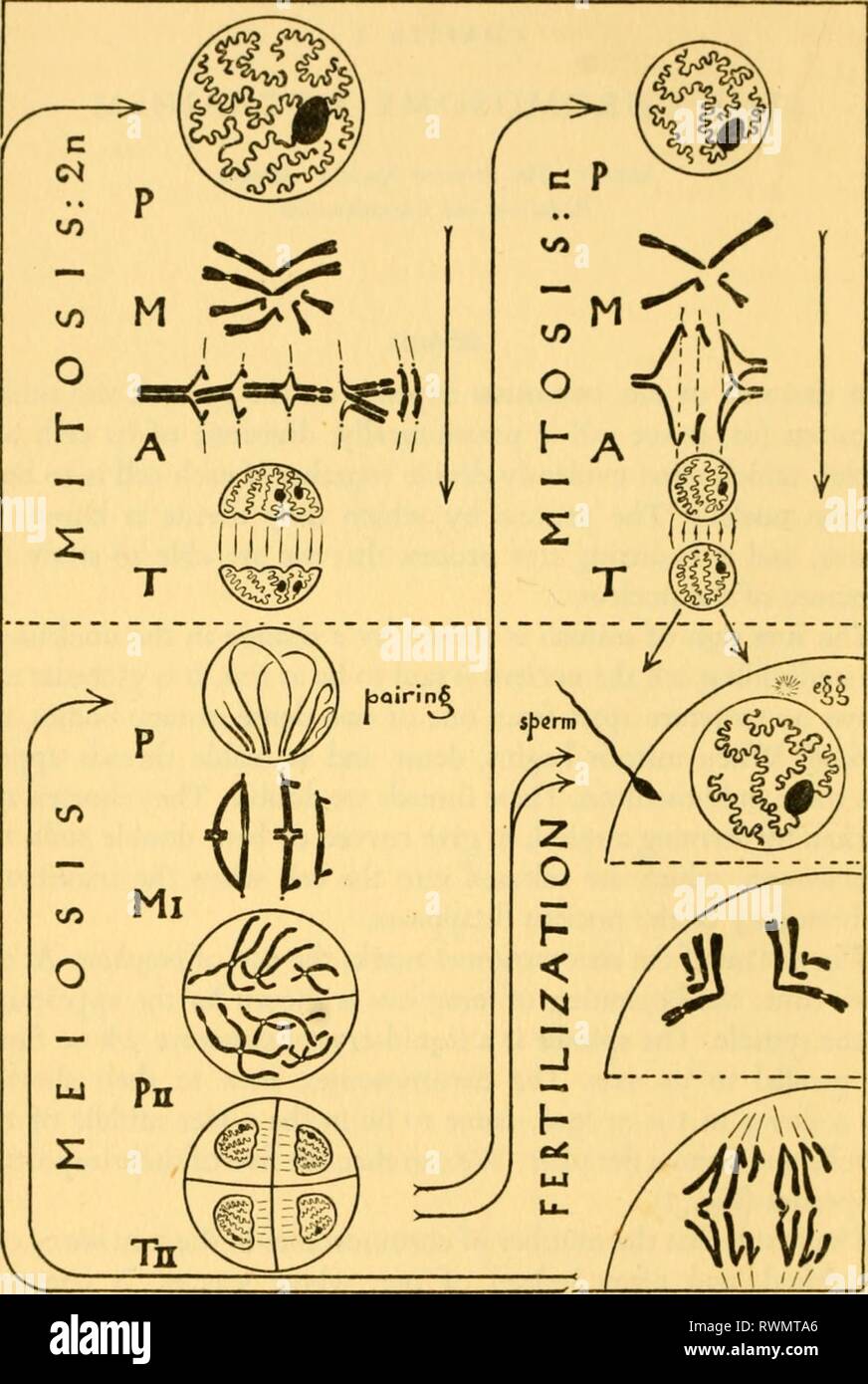 The elements of genetics (1950 Stock Photo - Alamy