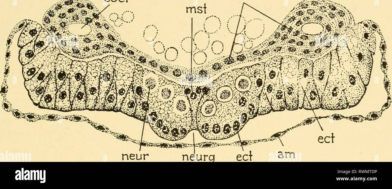 Embryology of insects and myriapods; Embryology of insects and ...