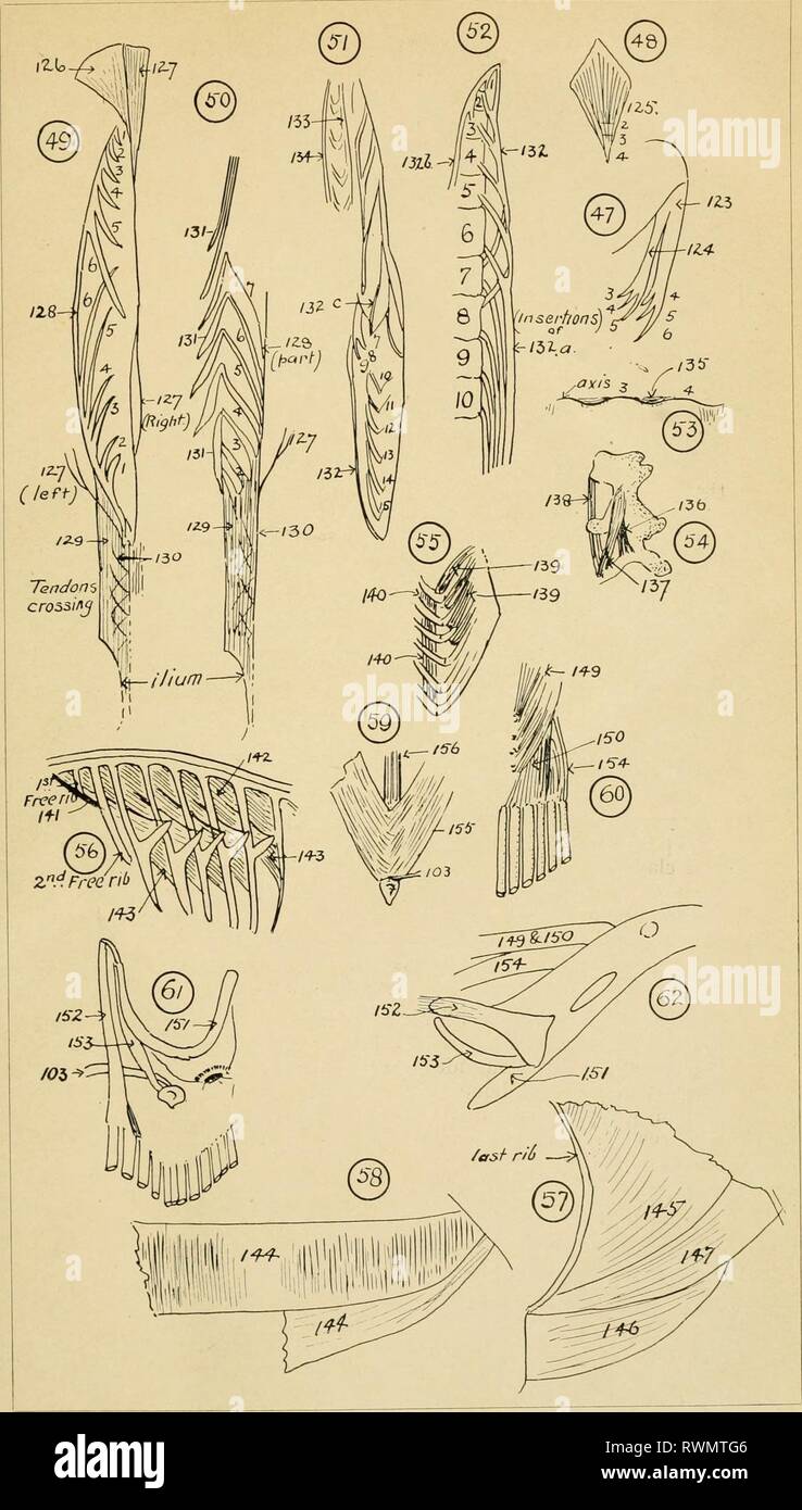 The Emu official organ Stock Photo - Alamy
