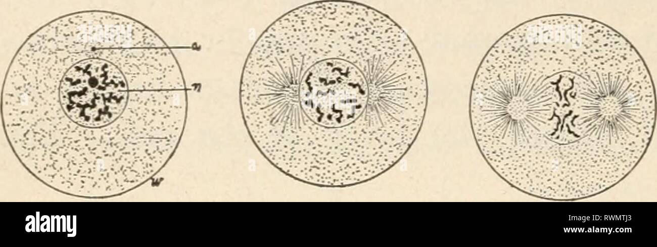 Elements of biology; a practical Stock Photo - Alamy