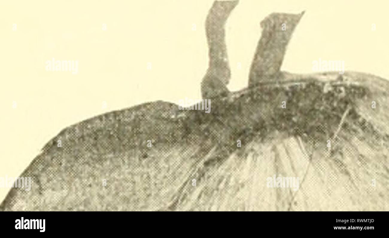 Elements of Philippine agriculture (1908 Stock Photo - Alamy