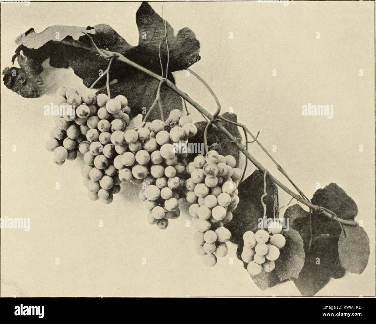 Ellwanger & Barry Mount Stock Photo - Alamy