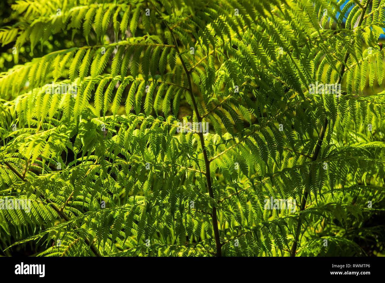 Ponga silver fern cyathea dealbata hi-res stock photography and images ...