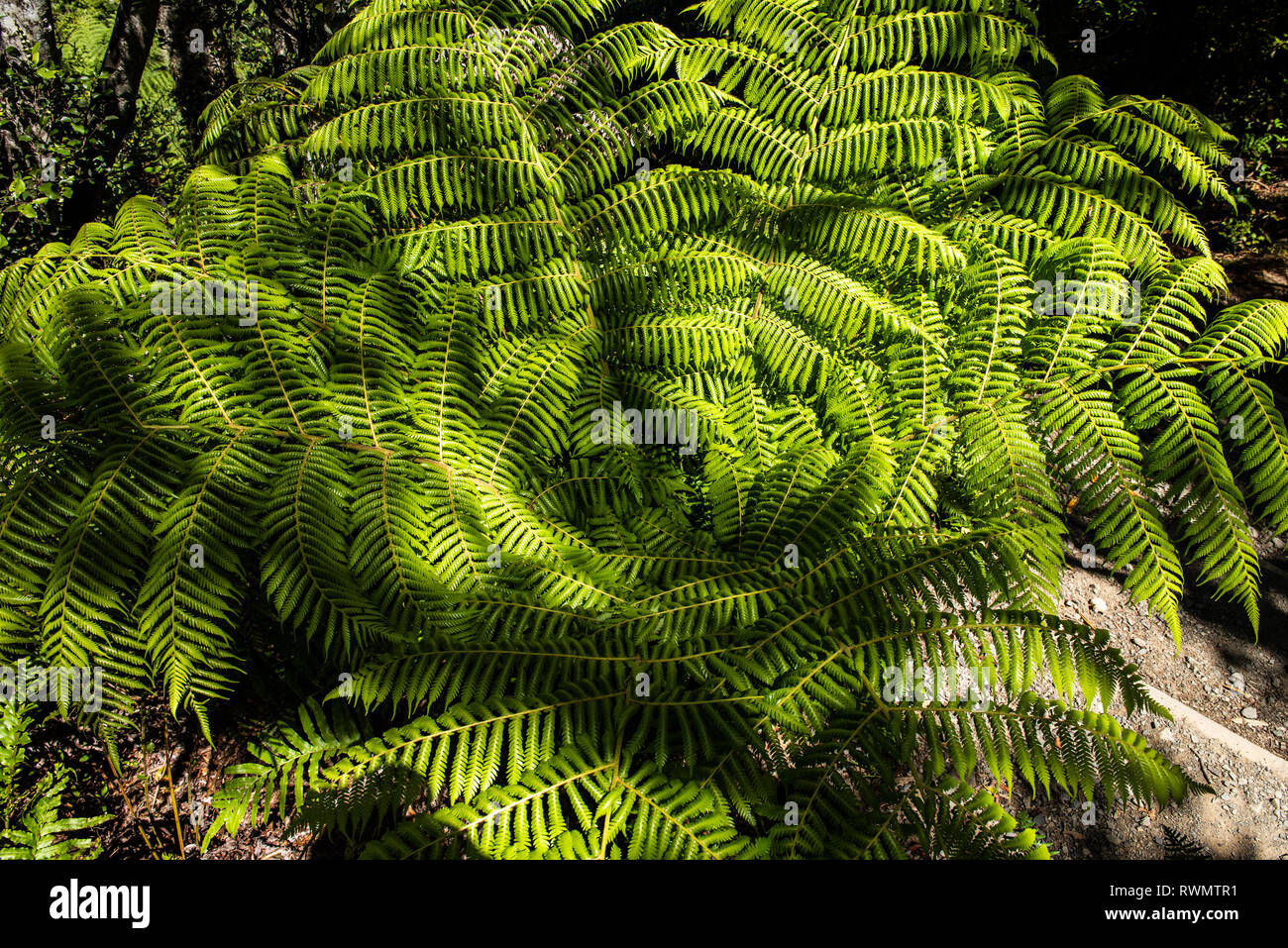 Ponga silver fern cyathea dealbata hi-res stock photography and images ...