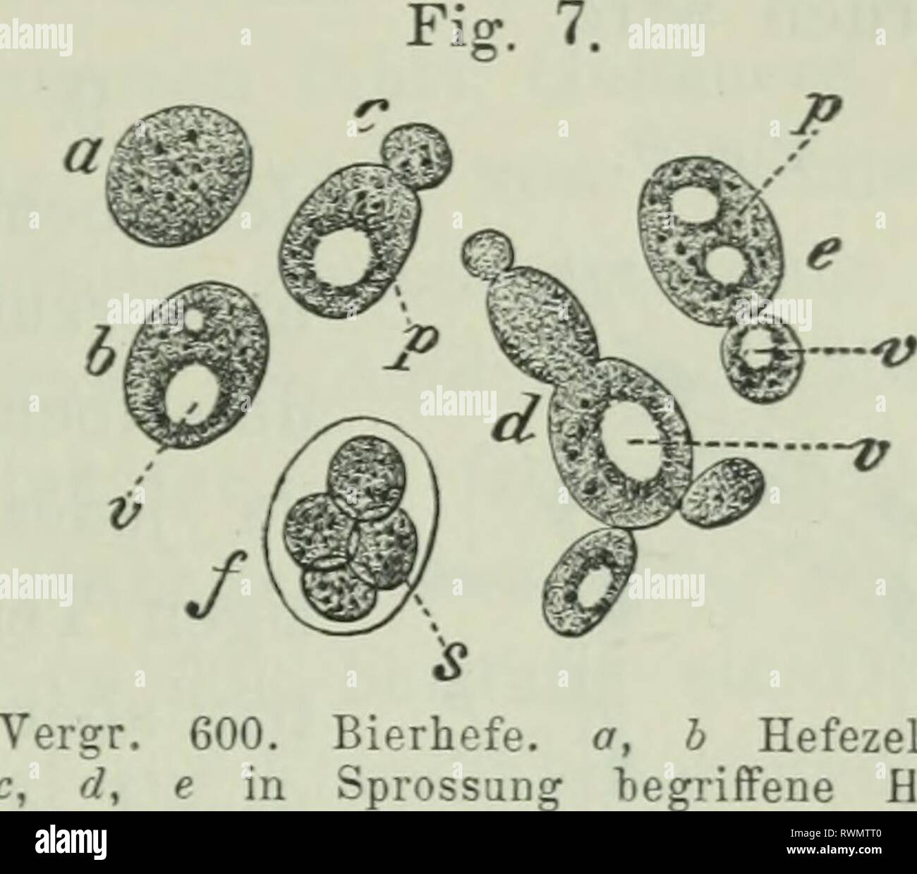 Elemente der wissenschaftlichen Botanik (1906 Stock Photo - Alamy