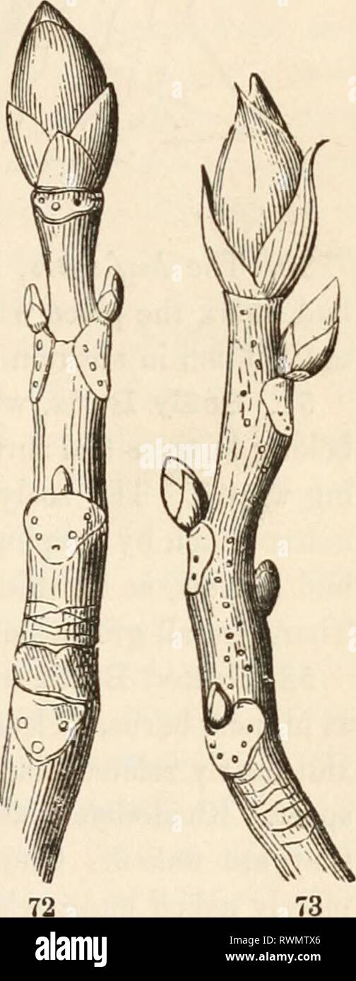 Lateral branch bud hi-res stock photography and images - Alamy