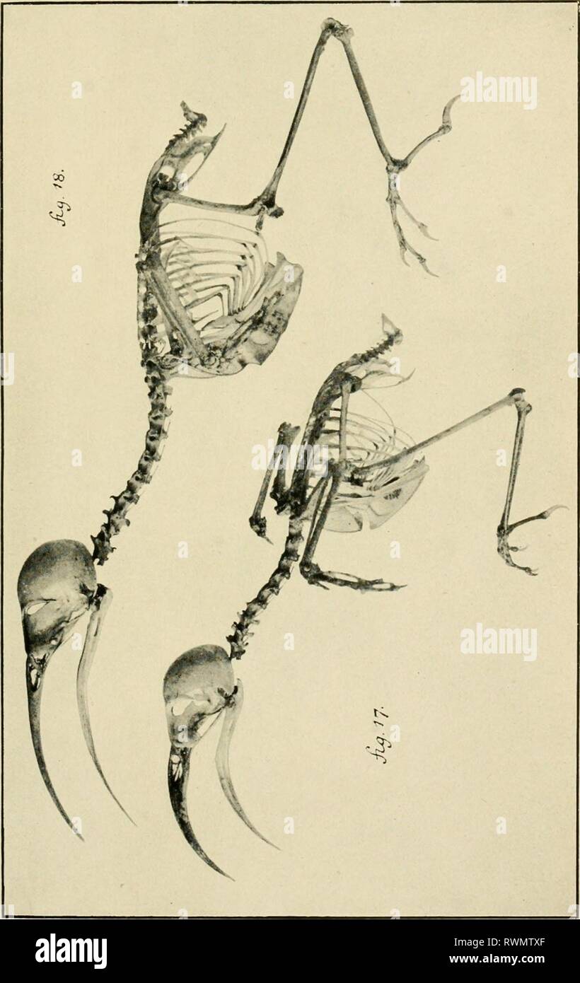 The Emu official organ Stock Photo - Alamy