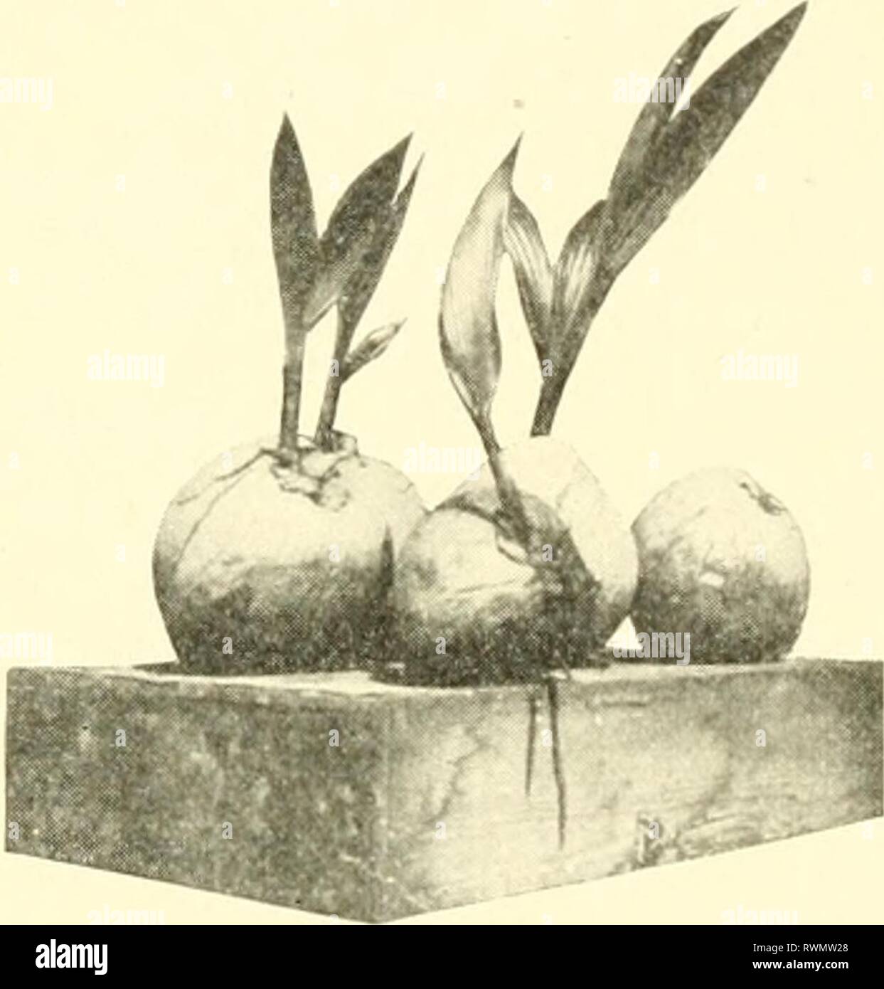 Elements of Philippine agriculture (1908 Stock Photo - Alamy