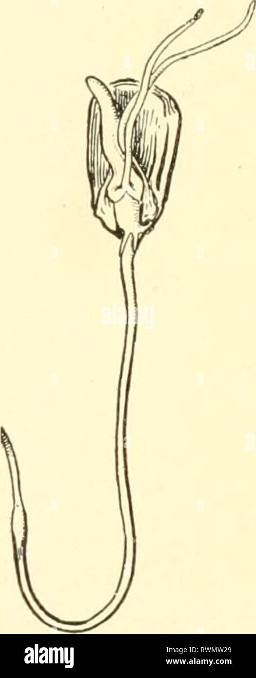 Elements of Philippine agriculture (1908 Stock Photo - Alamy