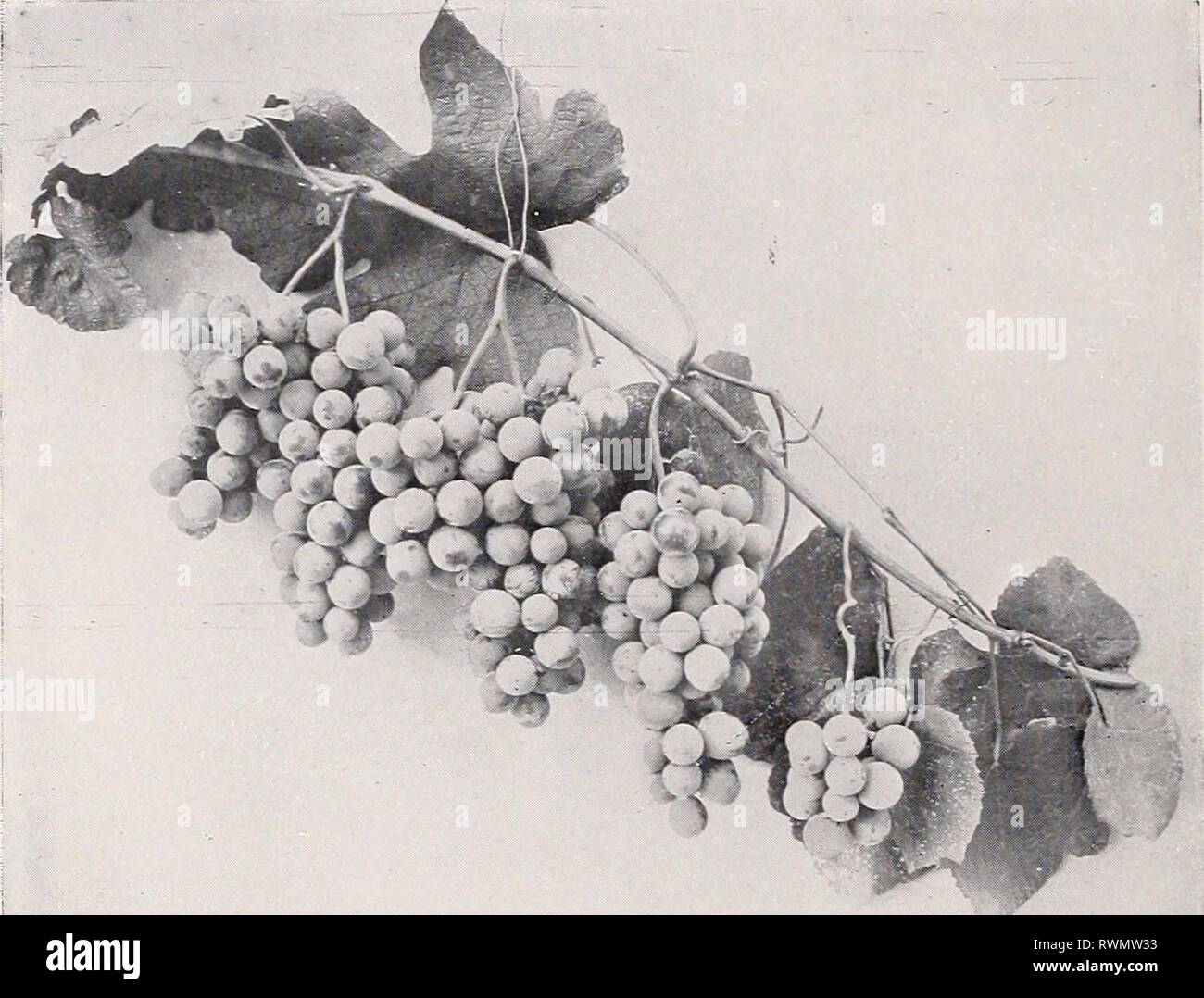 Ellwanger & Barry Mount Stock Photo - Alamy