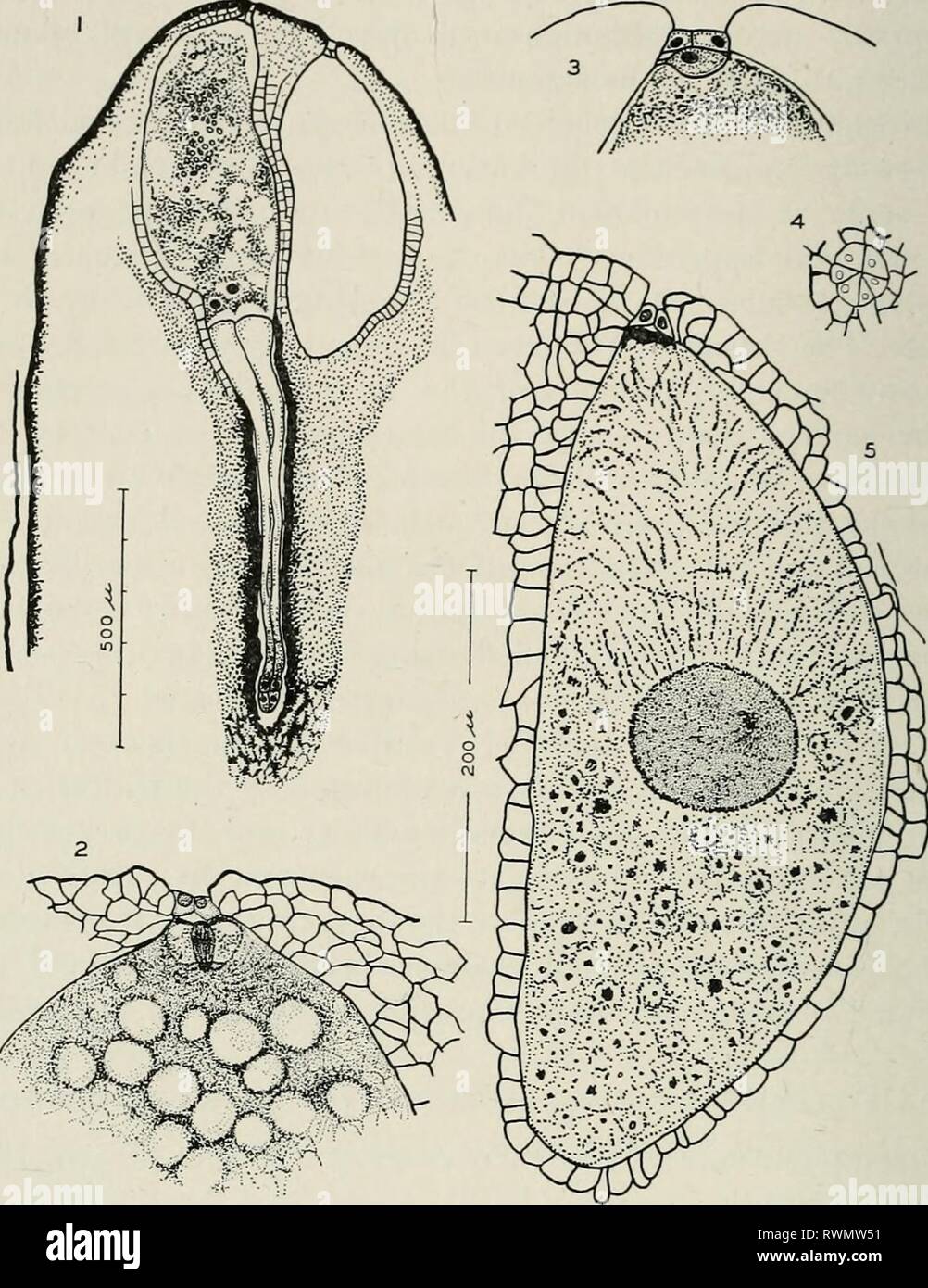 The embryology of Larix (1943 Stock Photo - Alamy