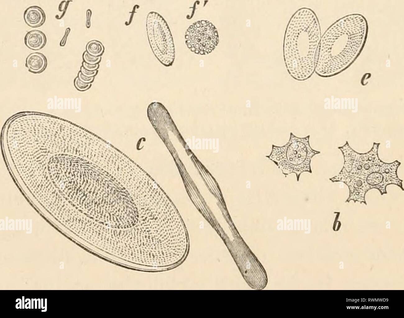 Vegetative functions hi-res stock photography and images - Alamy