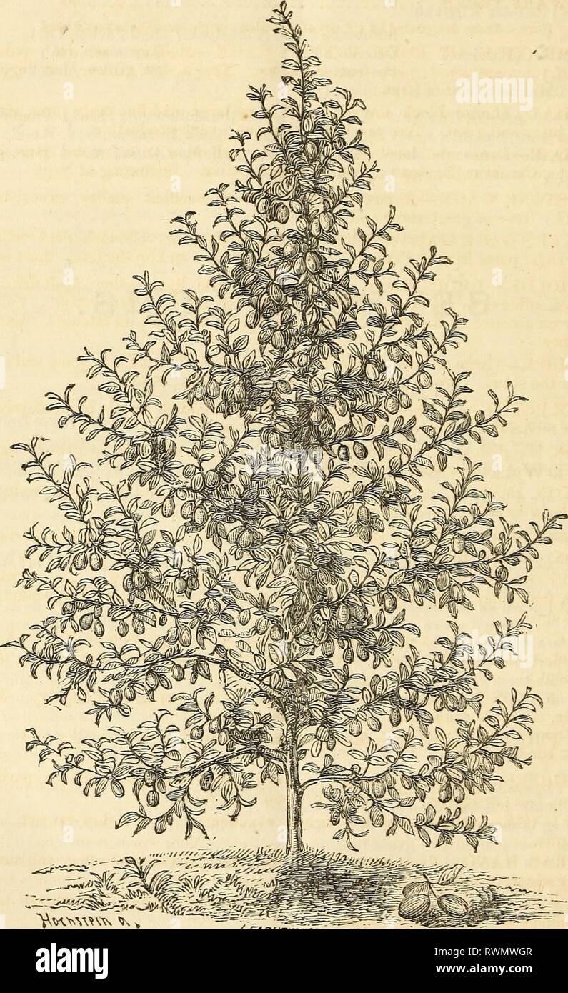 Young ponds seedling plum tree hi-res stock photography and images - Alamy