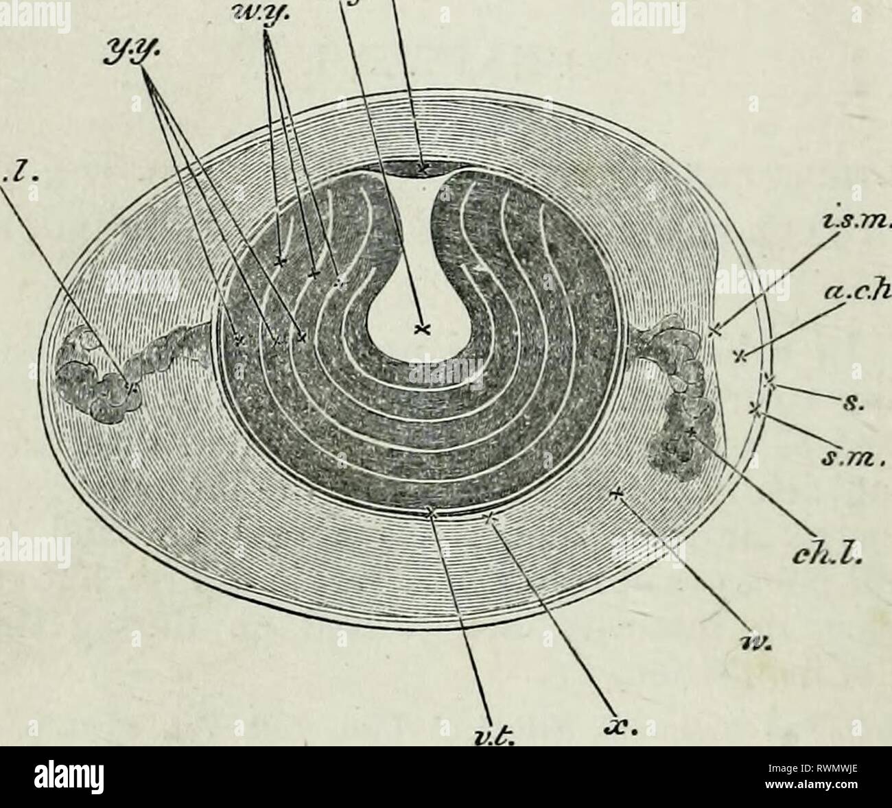 The elements of Embryology, (1874) The elements of Embryology ...