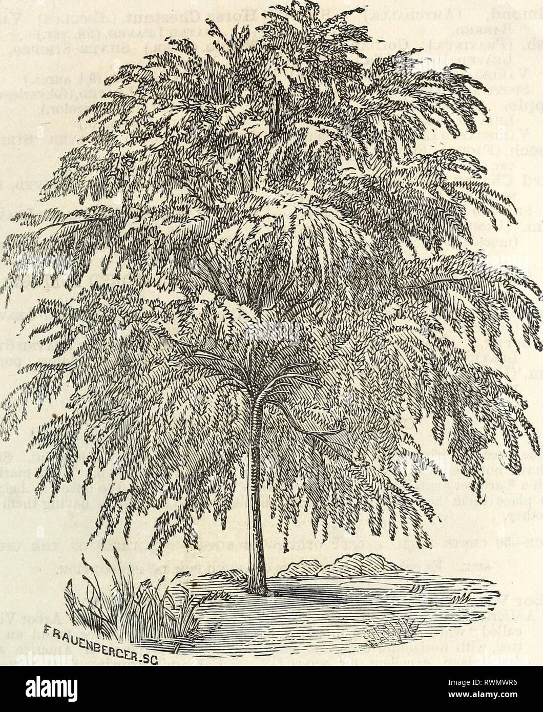 Weeping chestnut hi-res stock photography and images - Alamy