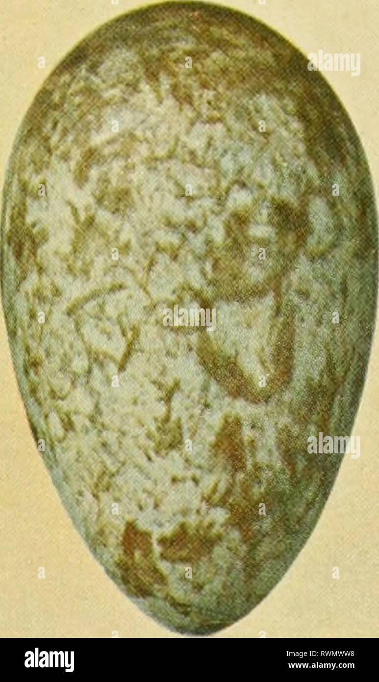 The Emu official organ Stock Photo - Alamy