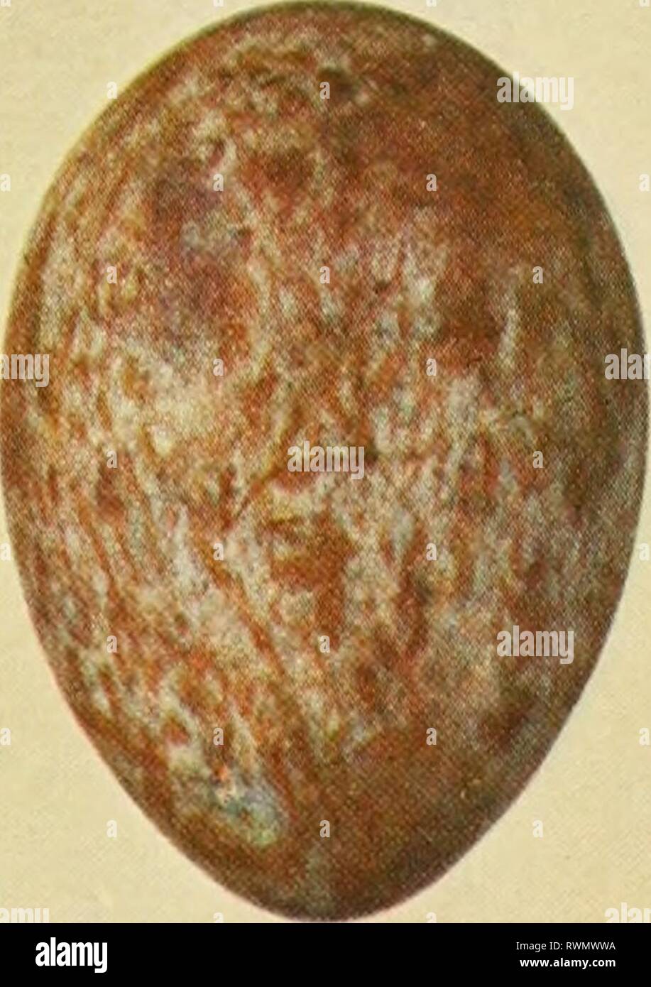 The Emu official organ Stock Photo - Alamy