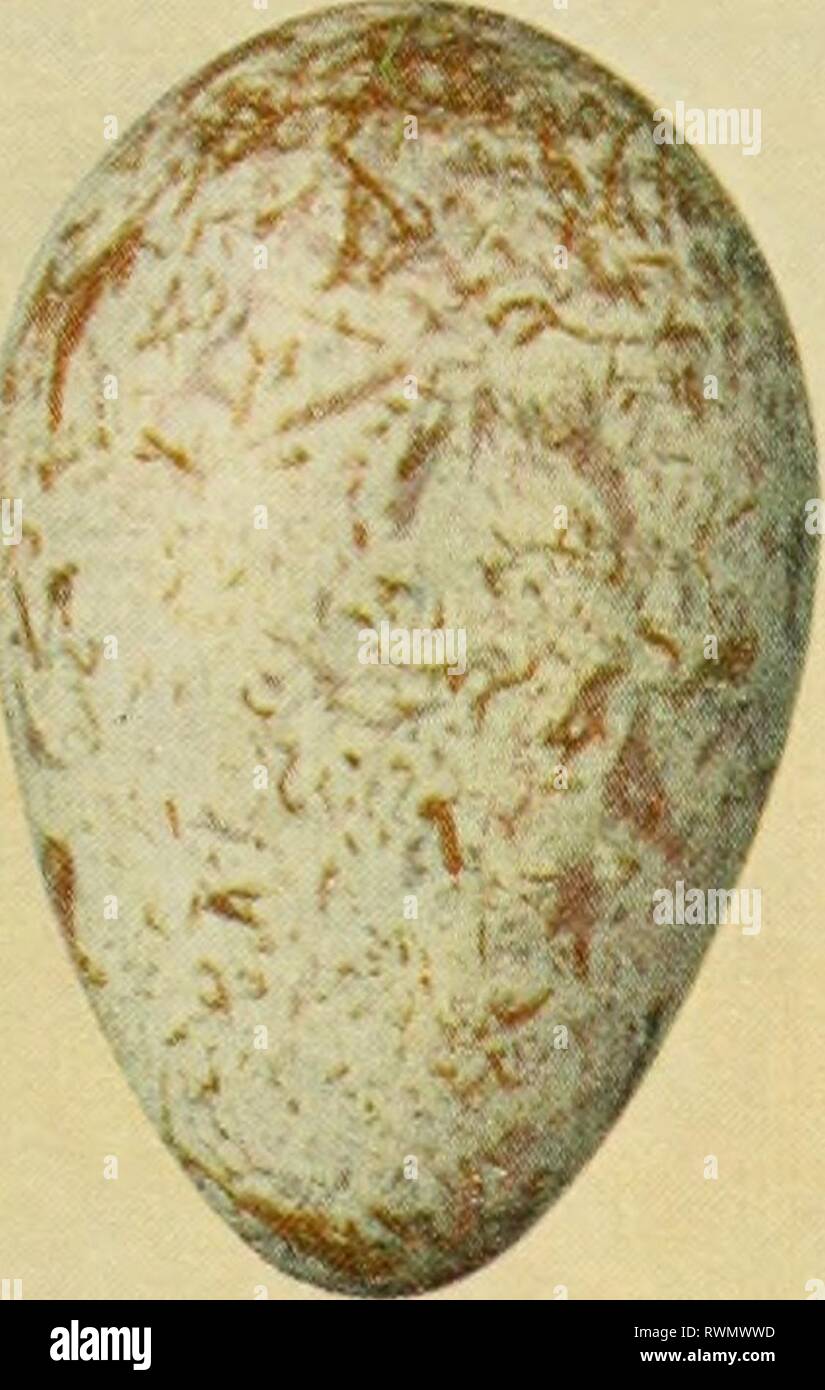 The Emu official organ Stock Photo - Alamy