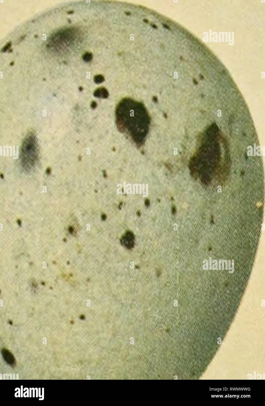 The Emu official organ Stock Photo - Alamy