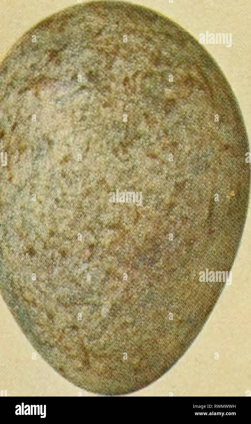 The Emu official organ Stock Photo - Alamy